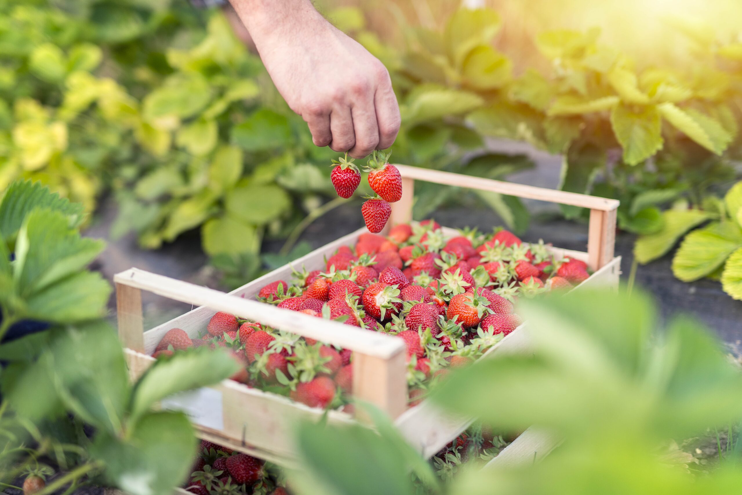Zemenes pieder pie rožu dzimtas ģints | Gatavo.com